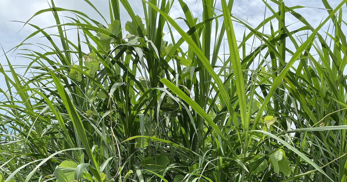 Grass Can Be So Much More Than a Lawn | Scratch First