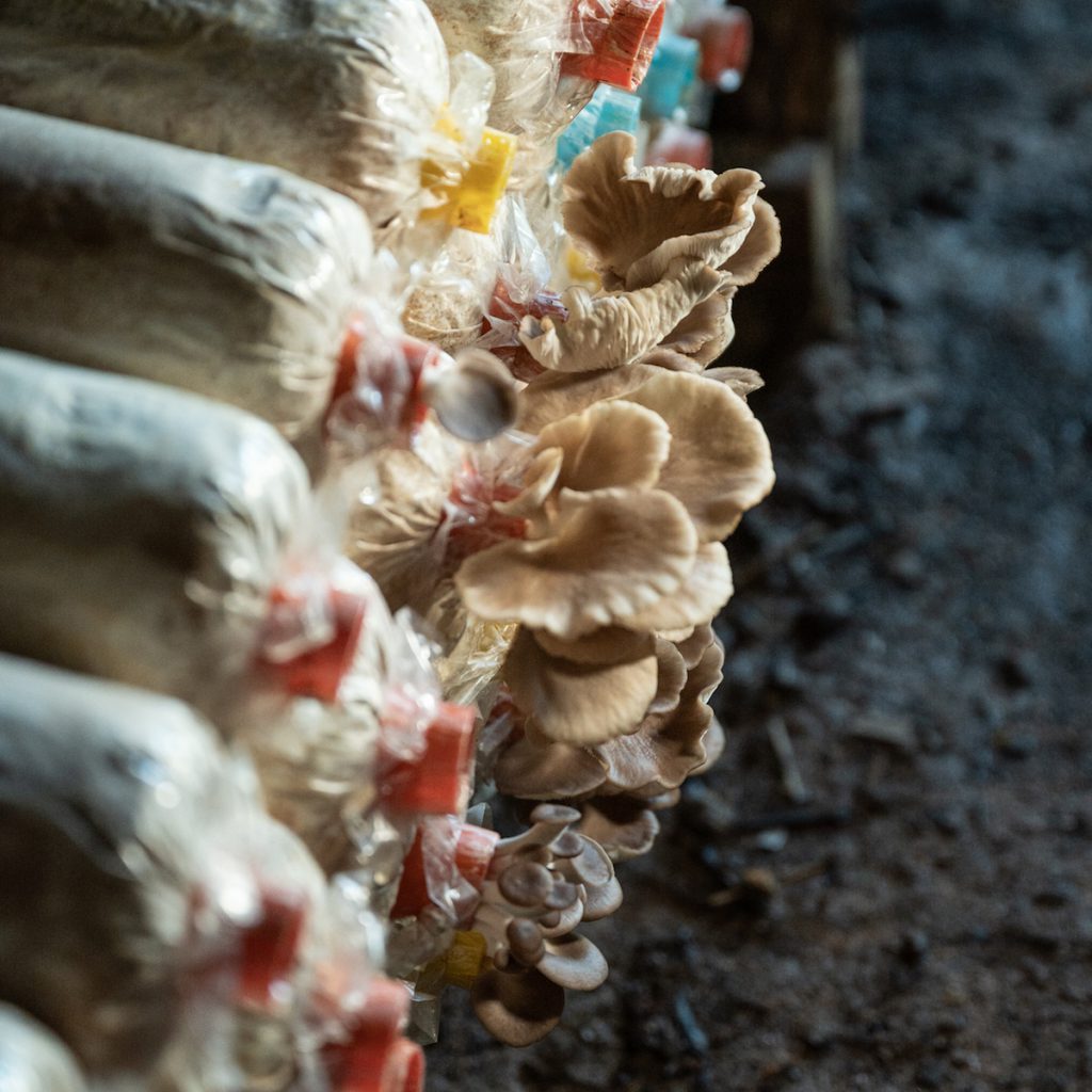 Coffee-powered Farming with Nespresso | Scratch First